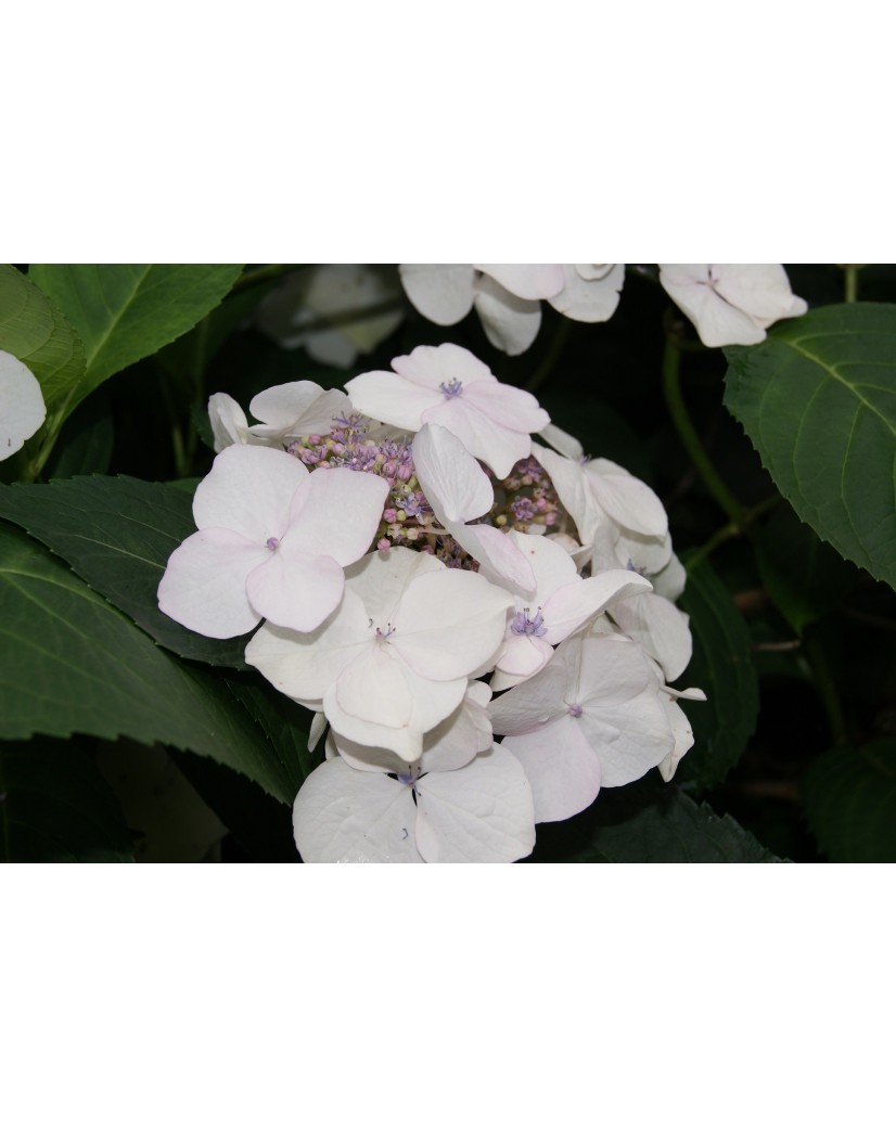 Hortensia Libelle Snow - Hydrangea Macrophylla Libelle Snow