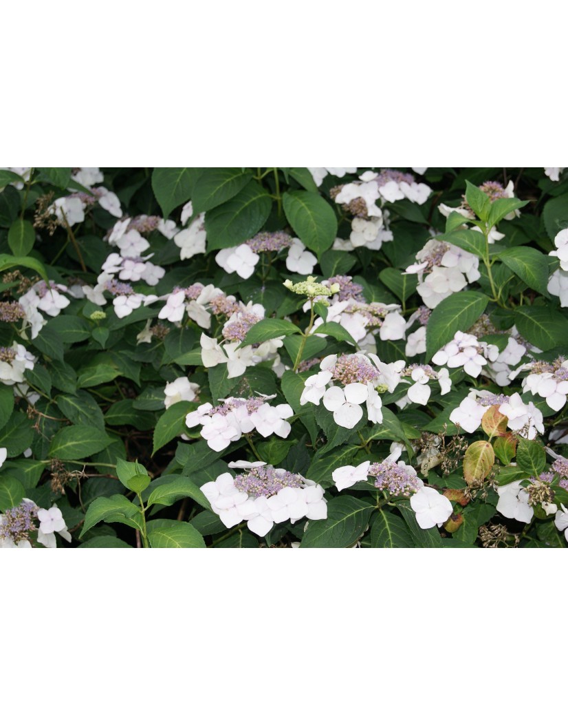 Hortensia Libelle Snow - Hydrangea Macrophylla Libelle Snow