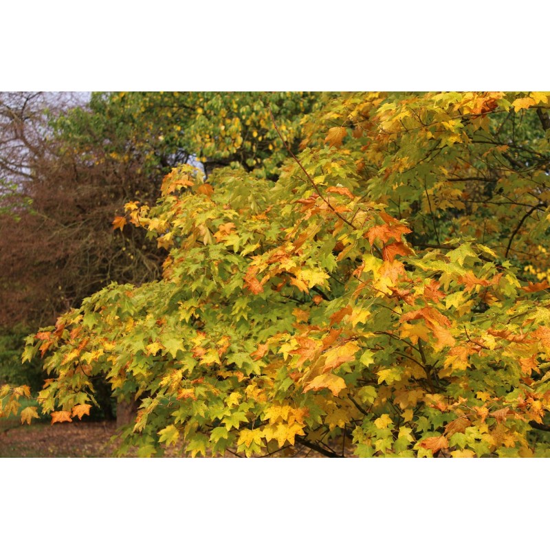 Colchische esdoorn - Acer Cappadocicum