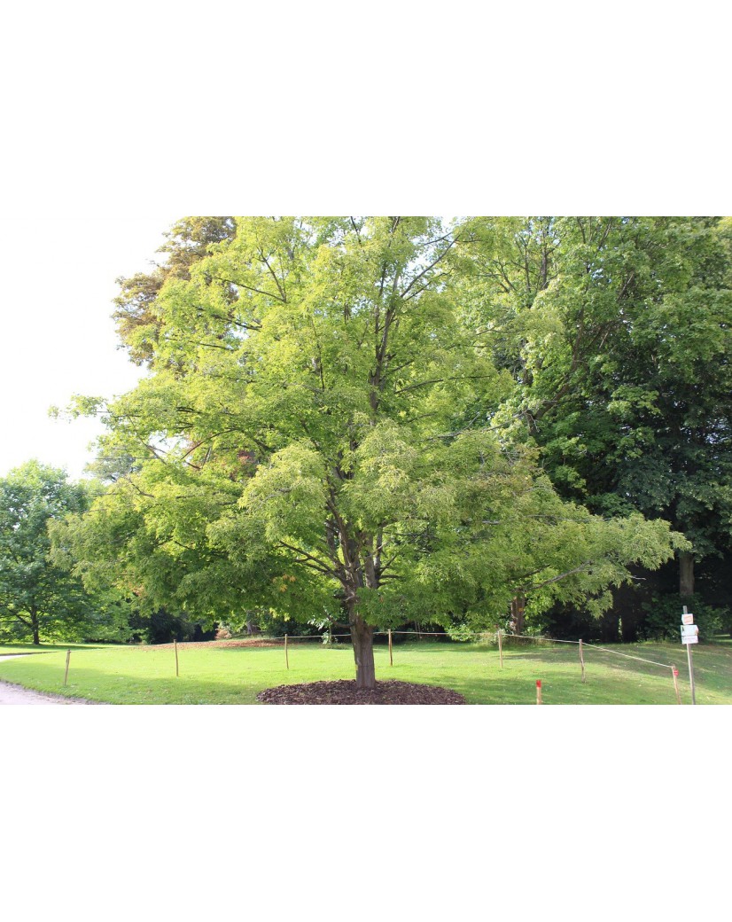 Sugar maple - Acer Saccharum