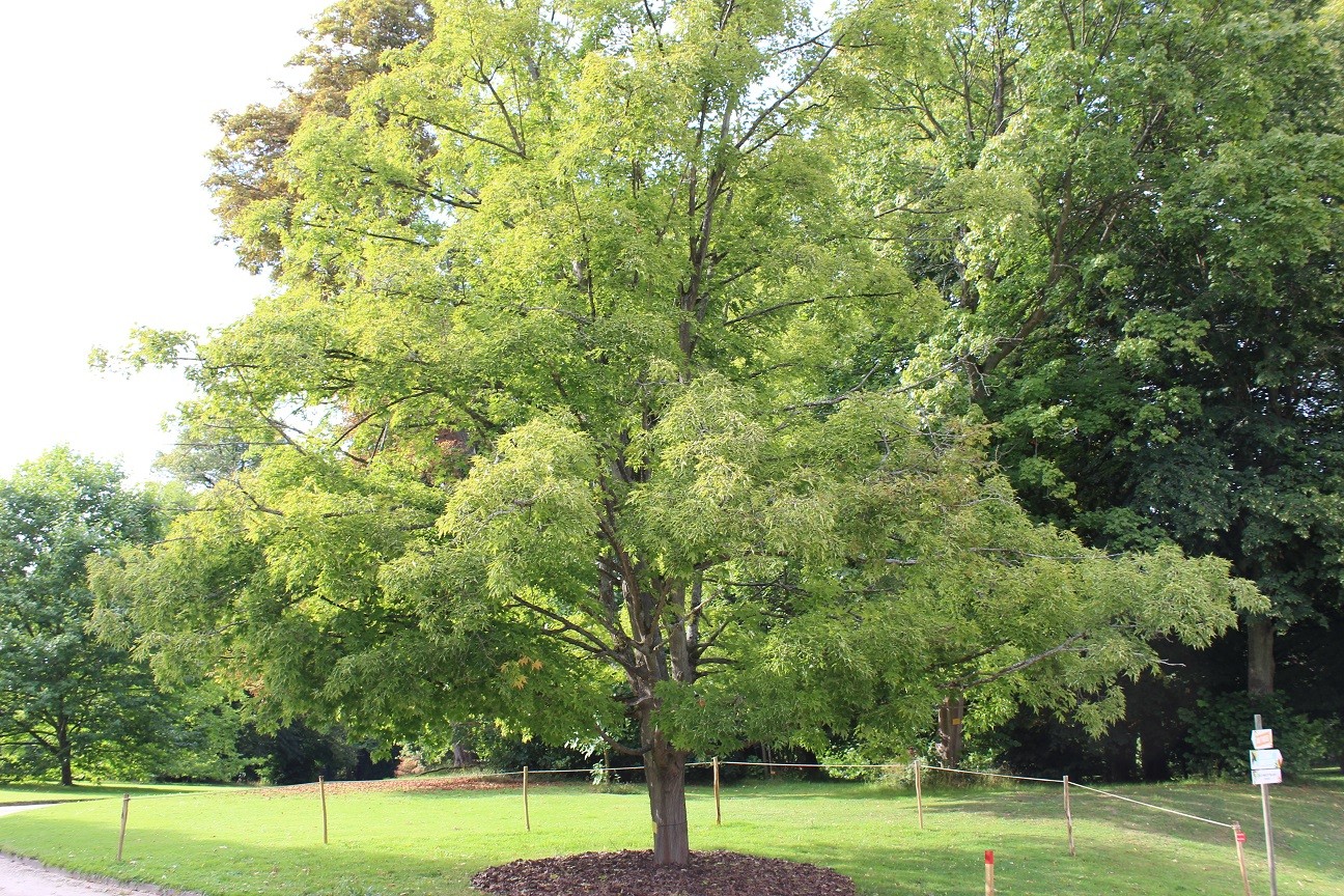 Montpellier maple - Acer Monspessulanum