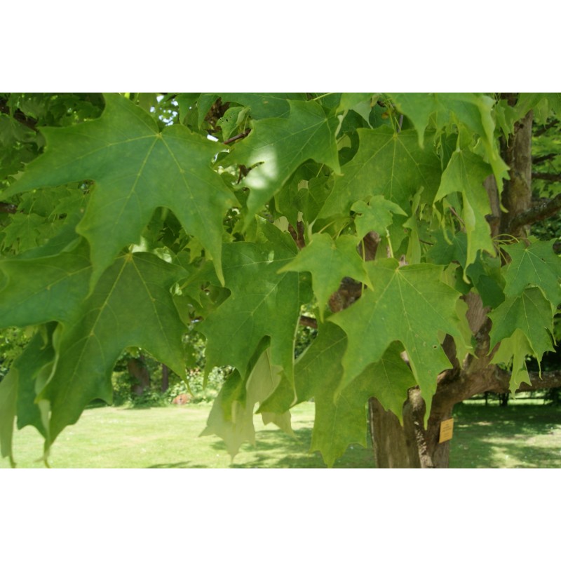 Érable à sucre - Acer Saccharum