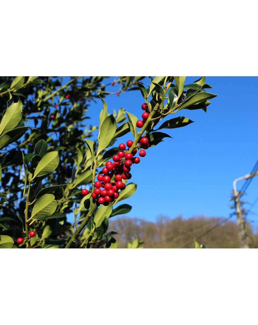 Holly J.C. Van Tol - Ilex aquifolium J.C Van Tol
