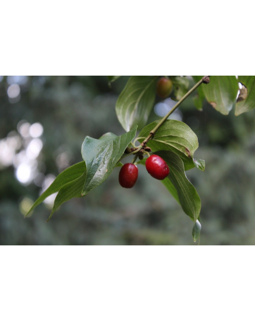 Cornouiller officinal - Cornus officinalis