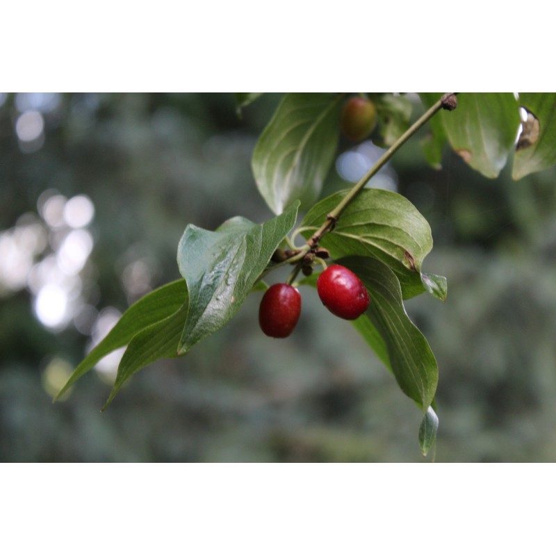 Japanese cornel dogwood - Cornus officinalis