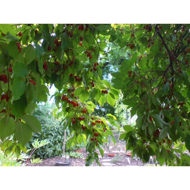 Japanese cornel dogwood - Cornus officinalis