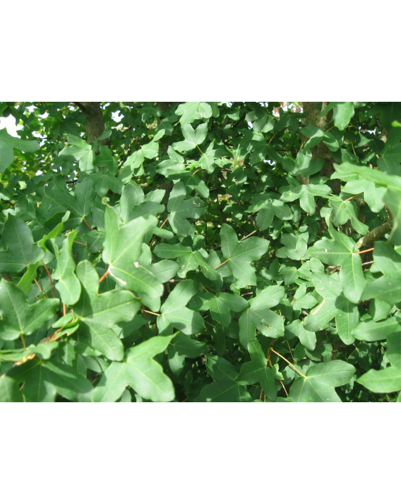 Montpellier maple - Acer Monspessulanum