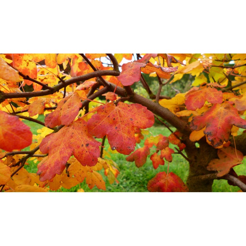 Montpellier maple - Acer Monspessulanum