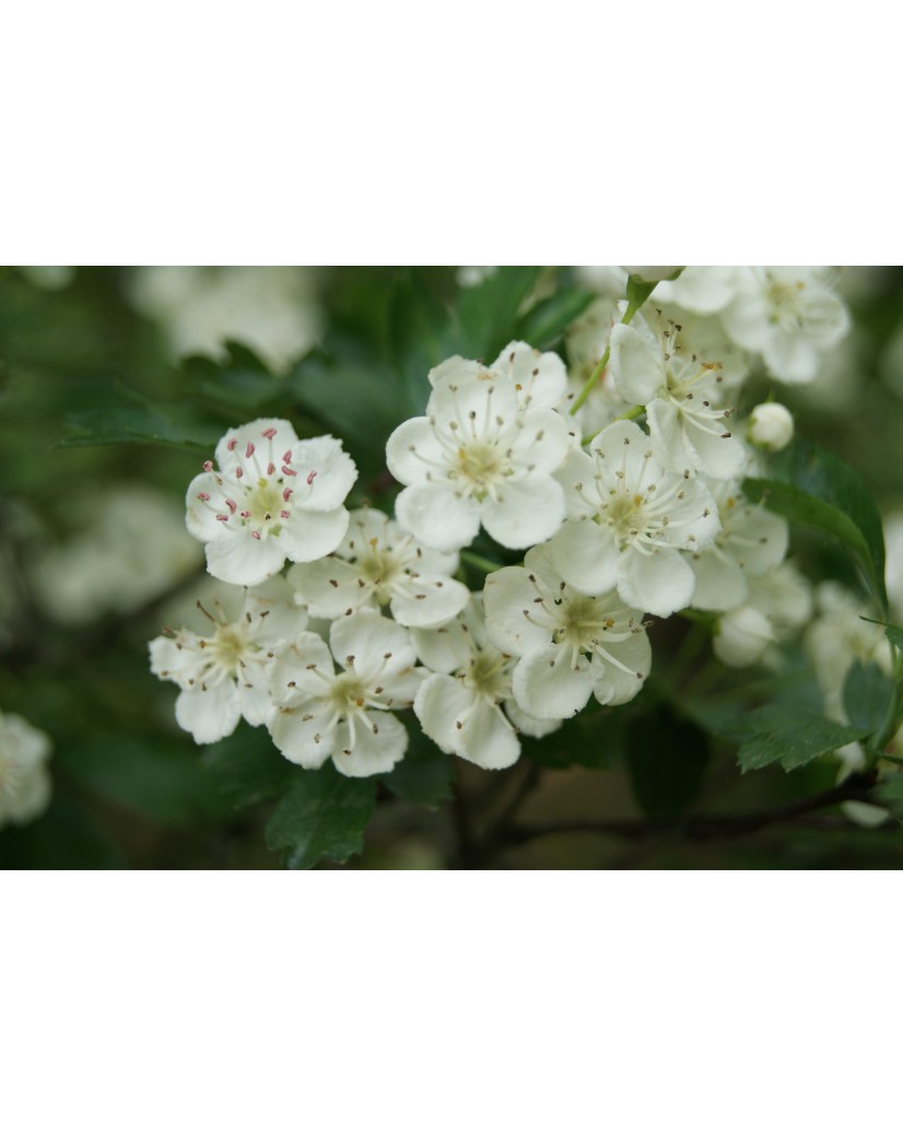 Aubépine - Épine blanche - Crataegus monogyna