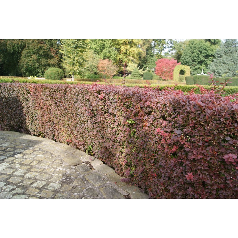 Purple Japanese Barberry - Berberis Thunbergii Atropurpurea