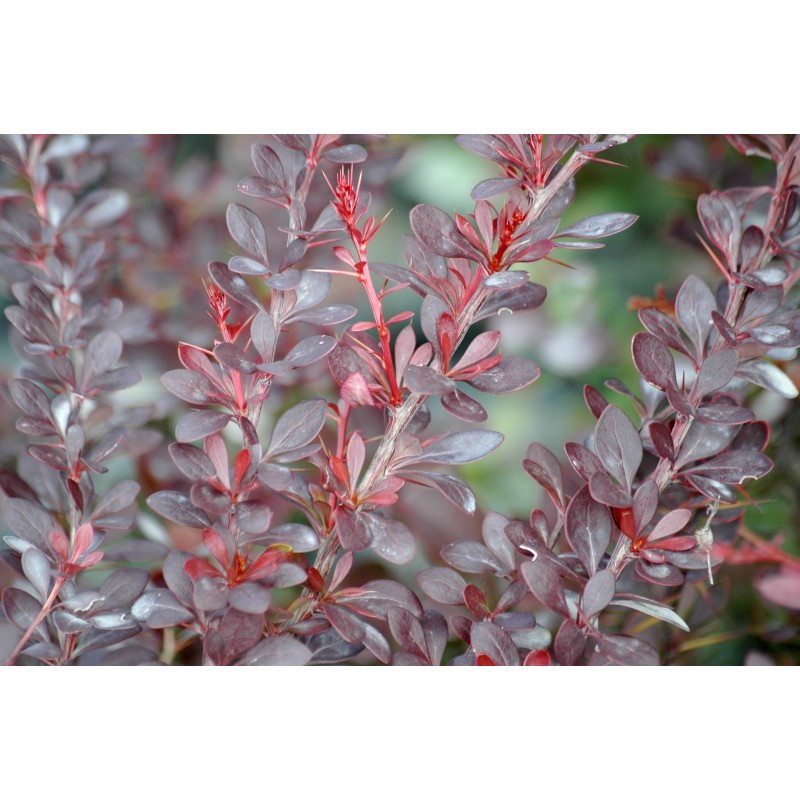 Purple Japanese Barberry - Berberis Thunbergii Atropurpurea
