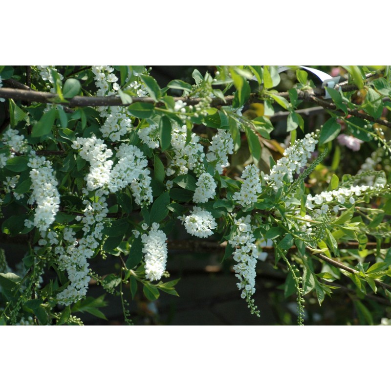 Bird Cherry - Prunus Padus
