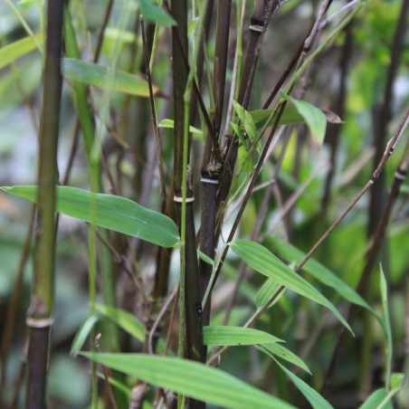 Bamboo Fargesia Red Dragon