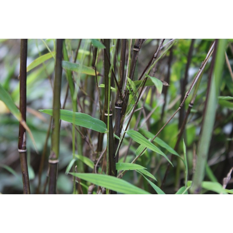 Bamboo Fargesia Red Dragon