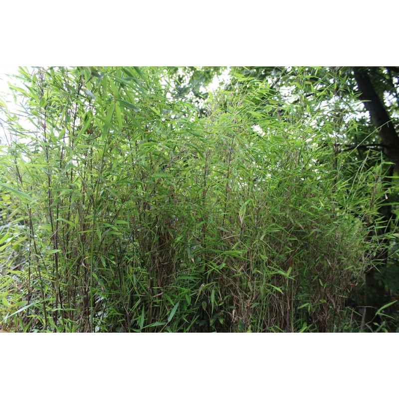Bamboo Fargesia Red Dragon