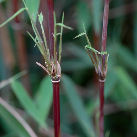 Bamboo Fargesia Red Dragon
