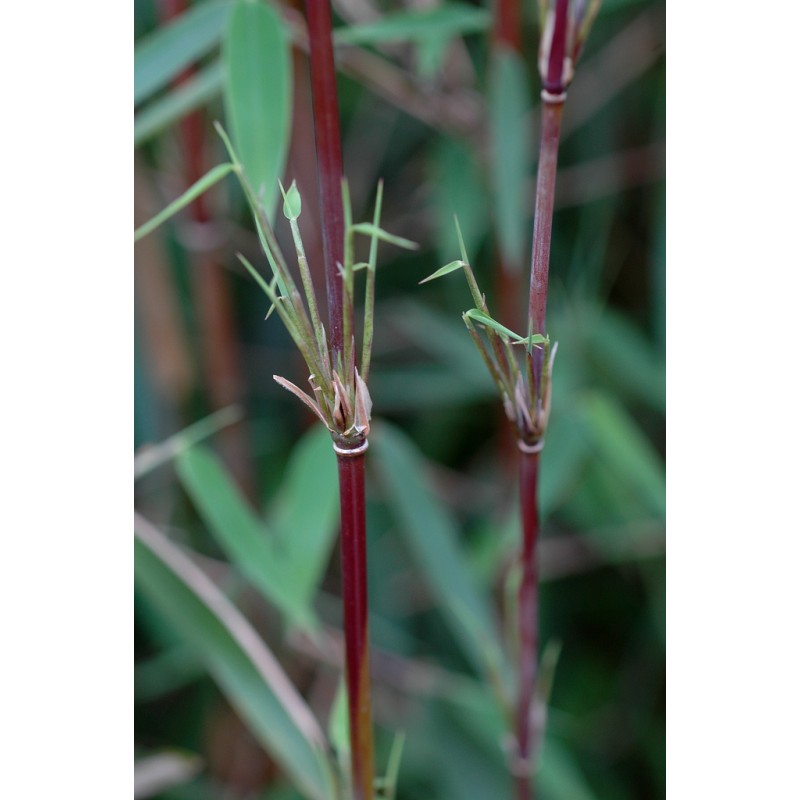 Bamboo Fargesia Red Dragon