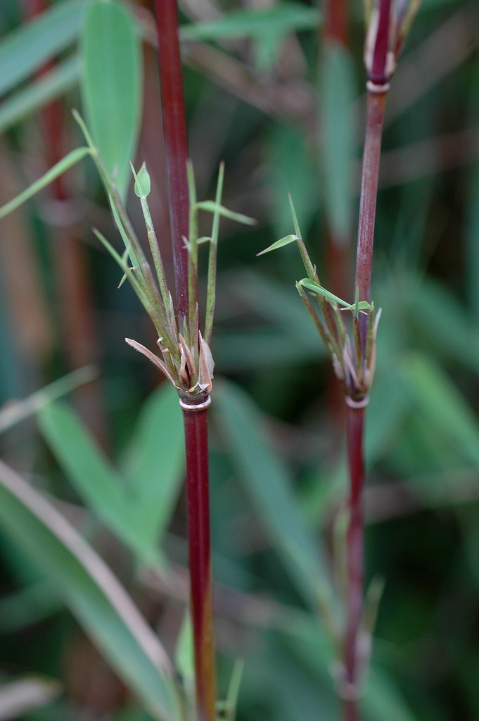 Bamboo Fargesia Rufa