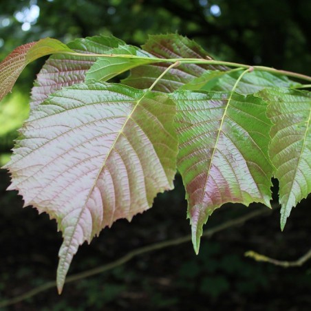 Euptelea - Euptelea Polyandra