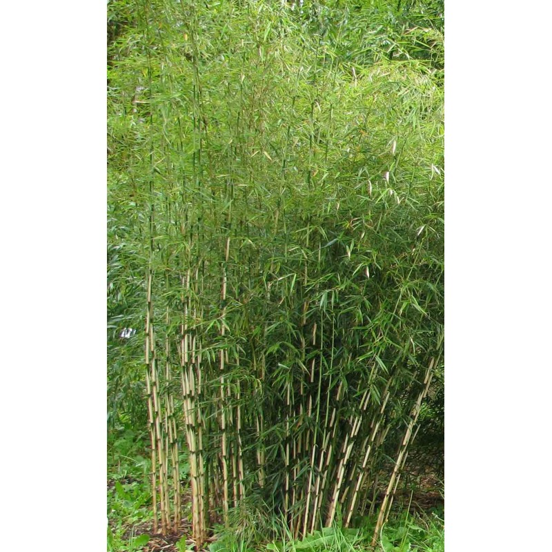 Bamboe Robusta Formidable - Bamboe Fargesia Robusta Formidable Bamboe Robusta Formidable - Bamboe Fargesia Robusta Formidable