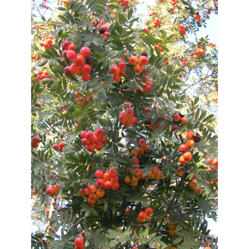 Service tree - Sorbus domestica