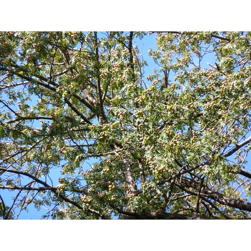 Cormier - Sorbier domestique - Sorbus domestica