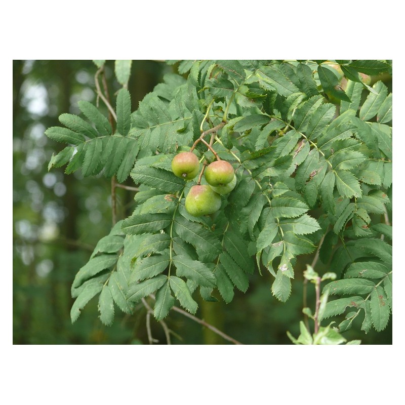 Cormier - Sorbier domestique - Sorbus domestica