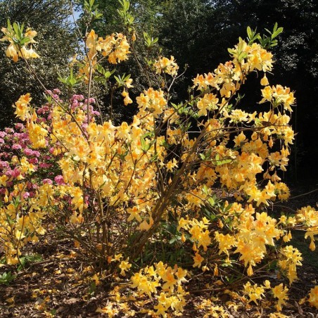 Chinese Azalea Golden Flare - Azalea Knap-hill Golden Flare