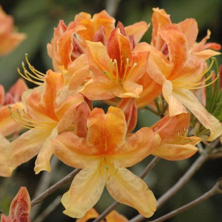 Chinese Azalea Golden Flare - Azalea Knap-hill Golden Flare