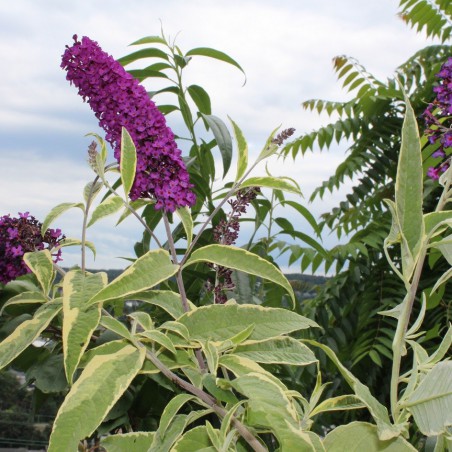 Butterfly-bush Harlequin - Buddleia Davidii Harlequin