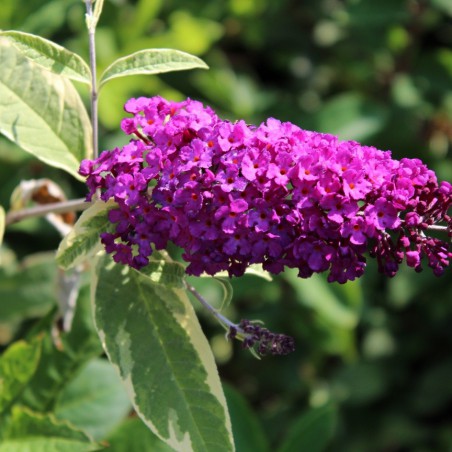 Butterfly-bush Harlequin - Buddleia Davidii Harlequin