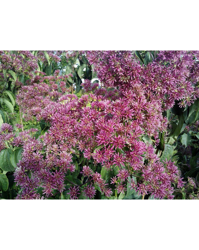 Seven sons flower - Heptacodium miconioides