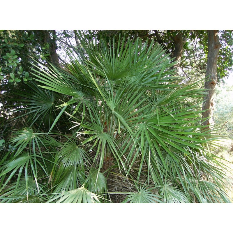 Mediterranean dwarf palm - Chamaerops Humilis