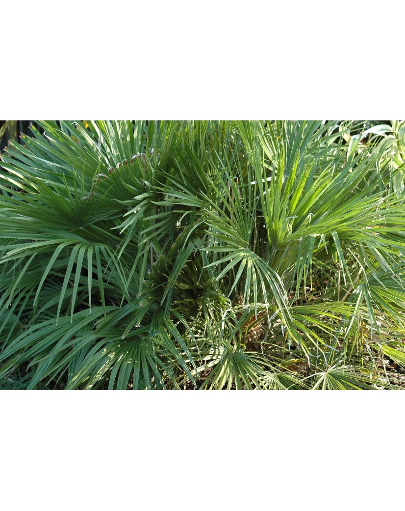 Mediterranean dwarf palm - Chamaerops Humilis