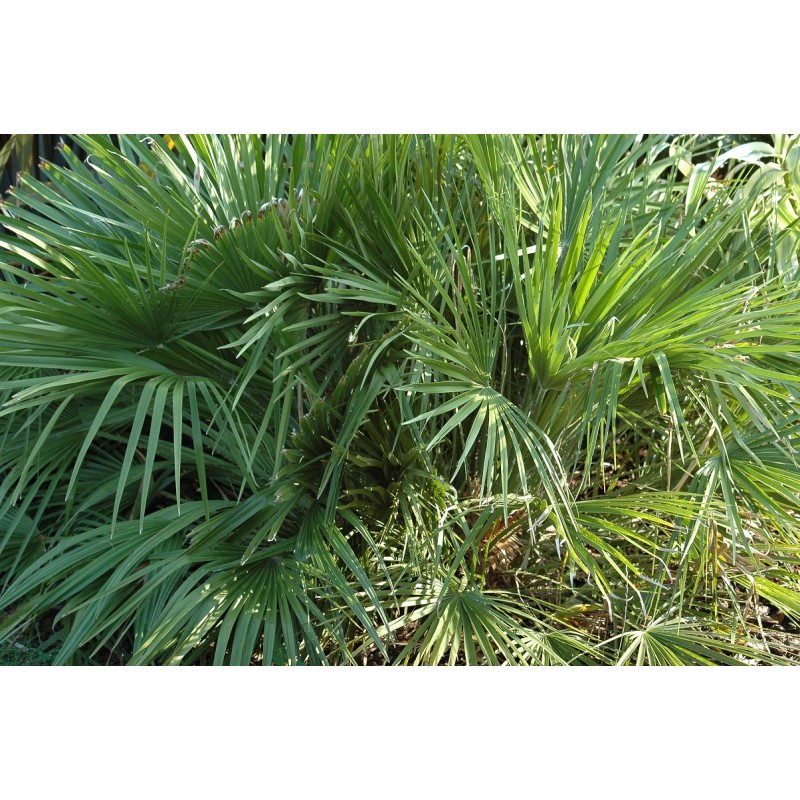 Mediterranean dwarf palm - Chamaerops Humilis