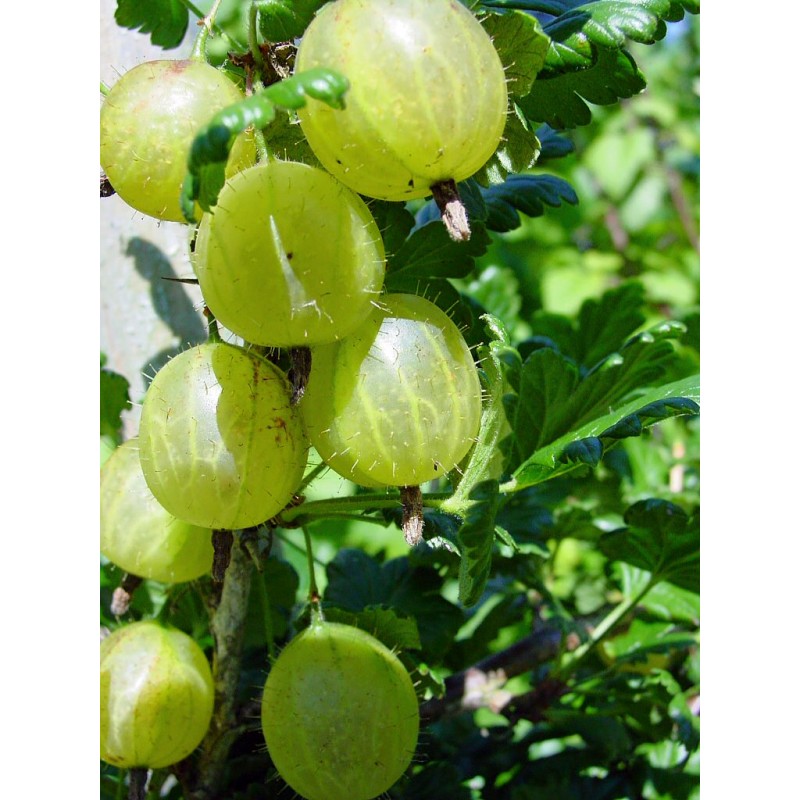 Yellow gooseberry - Ribes uva-crispa Hinnonmaki gold