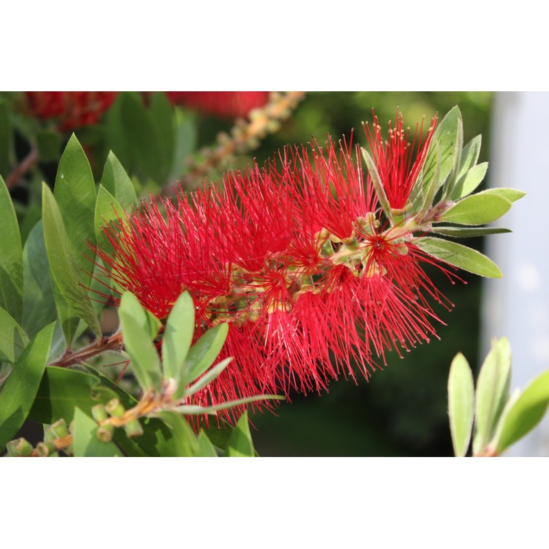 Rince-bouteille - Callistemon Rigidus