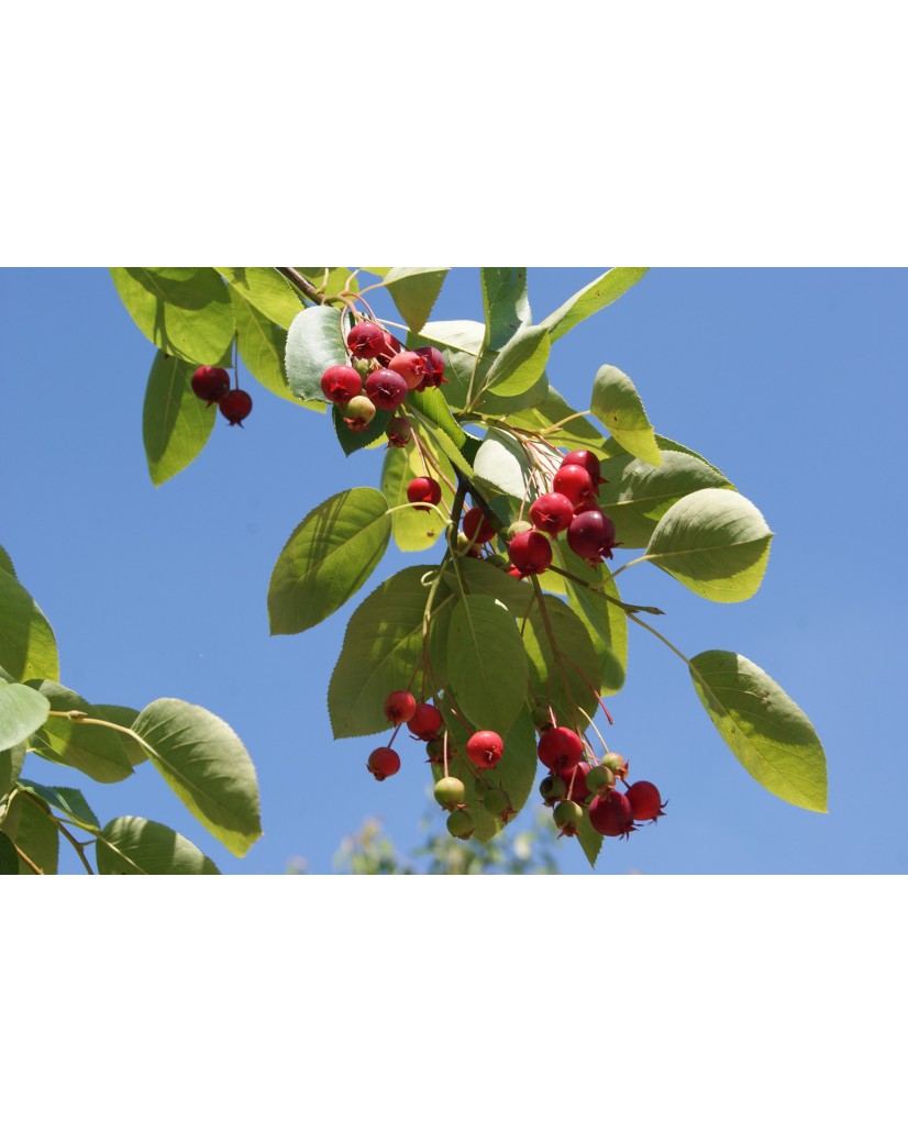 Braeburn apple tree - Malus Domestica Braeburn