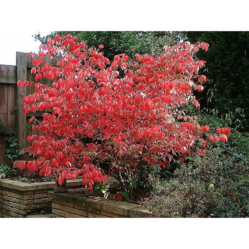 Burning-bush - Winged spindle-tree - Euonymus Alatus