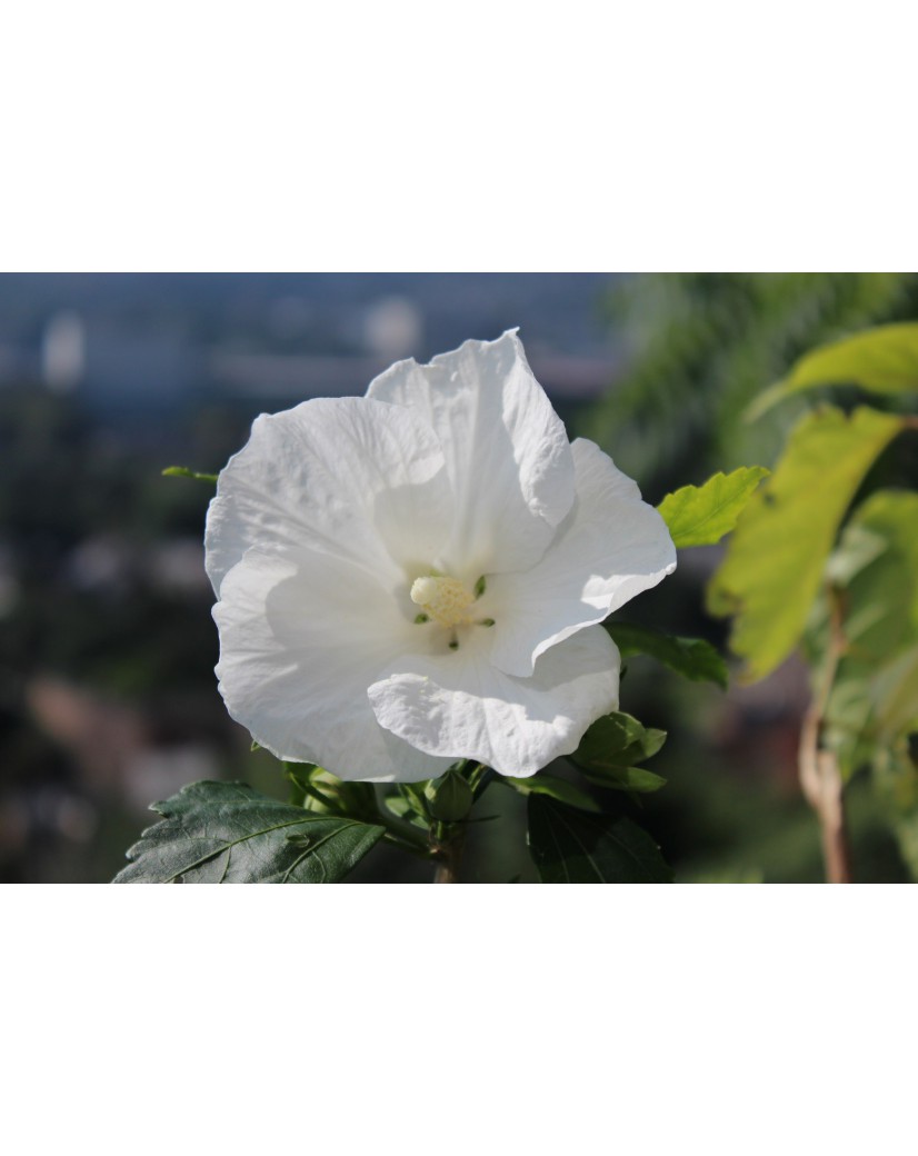 White Rose mallow - Hibiscus syriacus William R. Smith