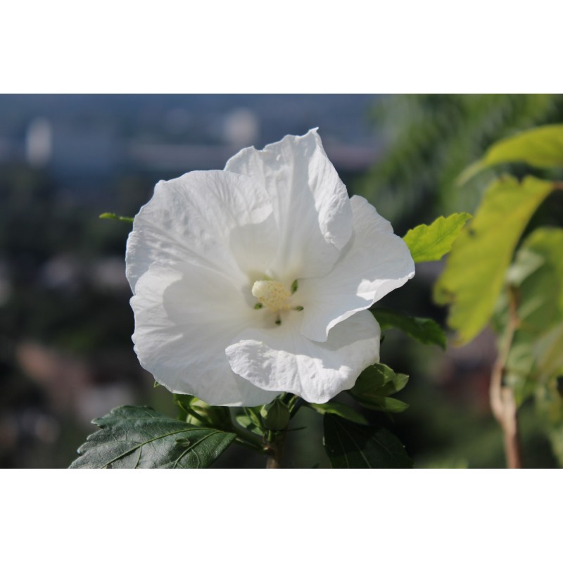 White Rose mallow - Hibiscus syriacus William R. Smith