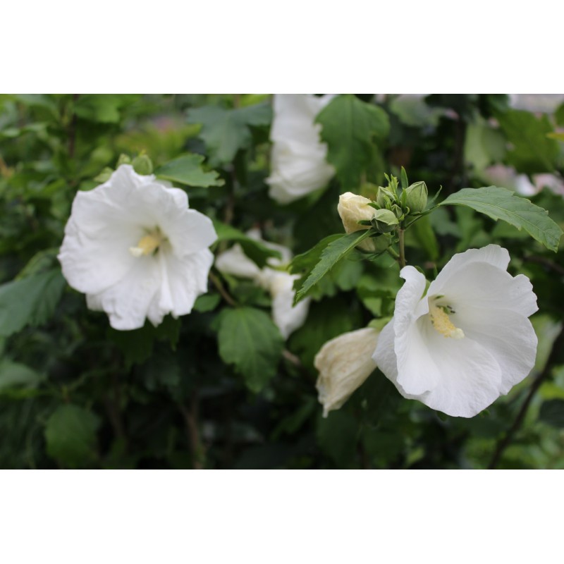 White Rose mallow - Hibiscus syriacus William R. Smith