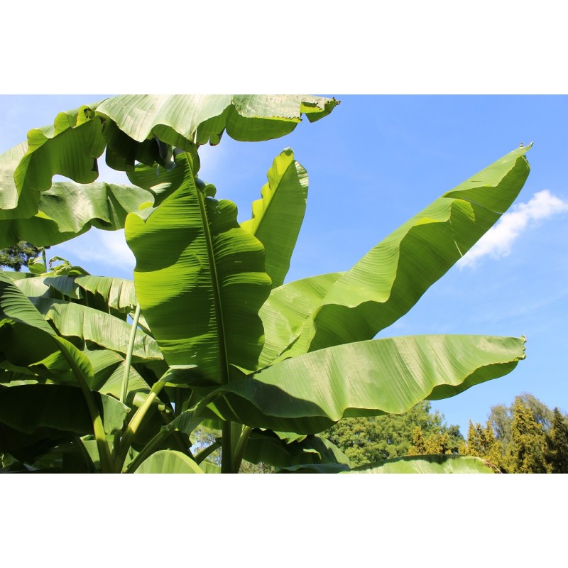 Bananier - Musa Basjoo Dajiao