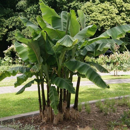 Bananier - Musa Basjoo Dajiao - culture extérieur possible -15°C