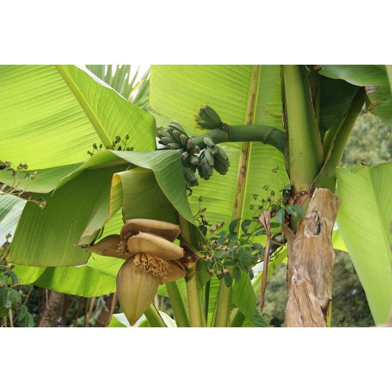Bananier - Musa Basjoo Dajiao
