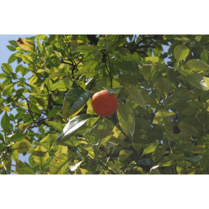Seville orange - Citrus Aurantium Bigaradier