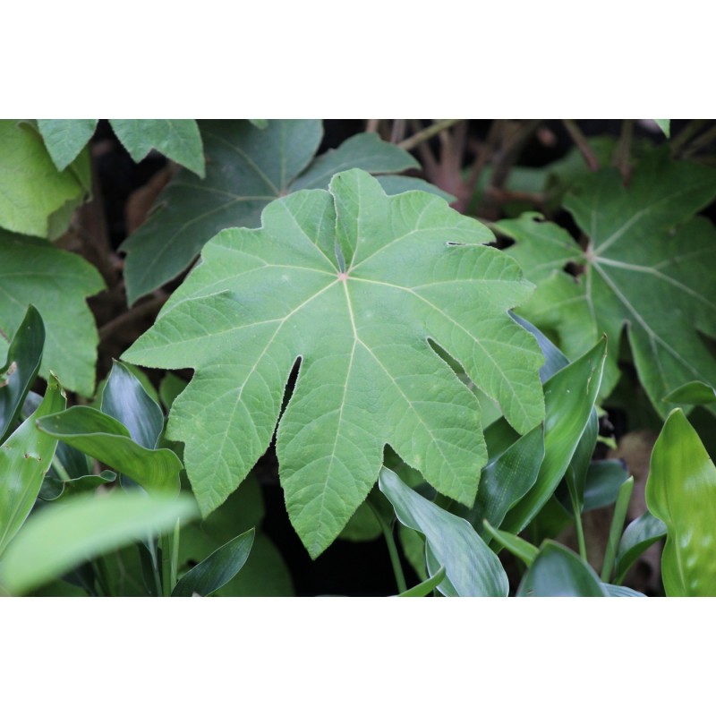 Rice-paper plant - Tetrapanax Papyrifera Rex