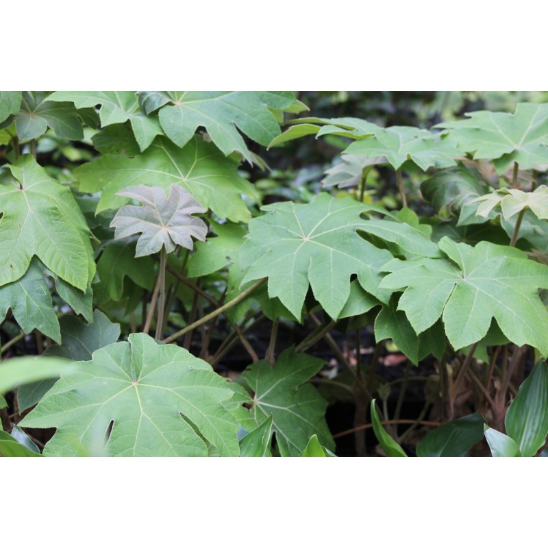Rice-paper plant - Tetrapanax Papyrifera Rex