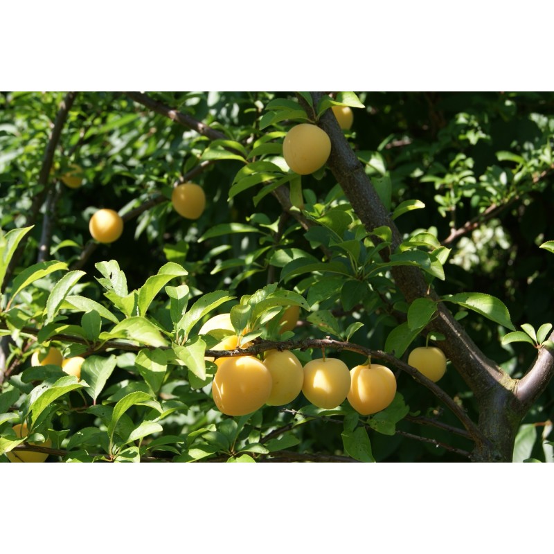 Plum tree Golden Japan - Prunus domestica Golden Japan