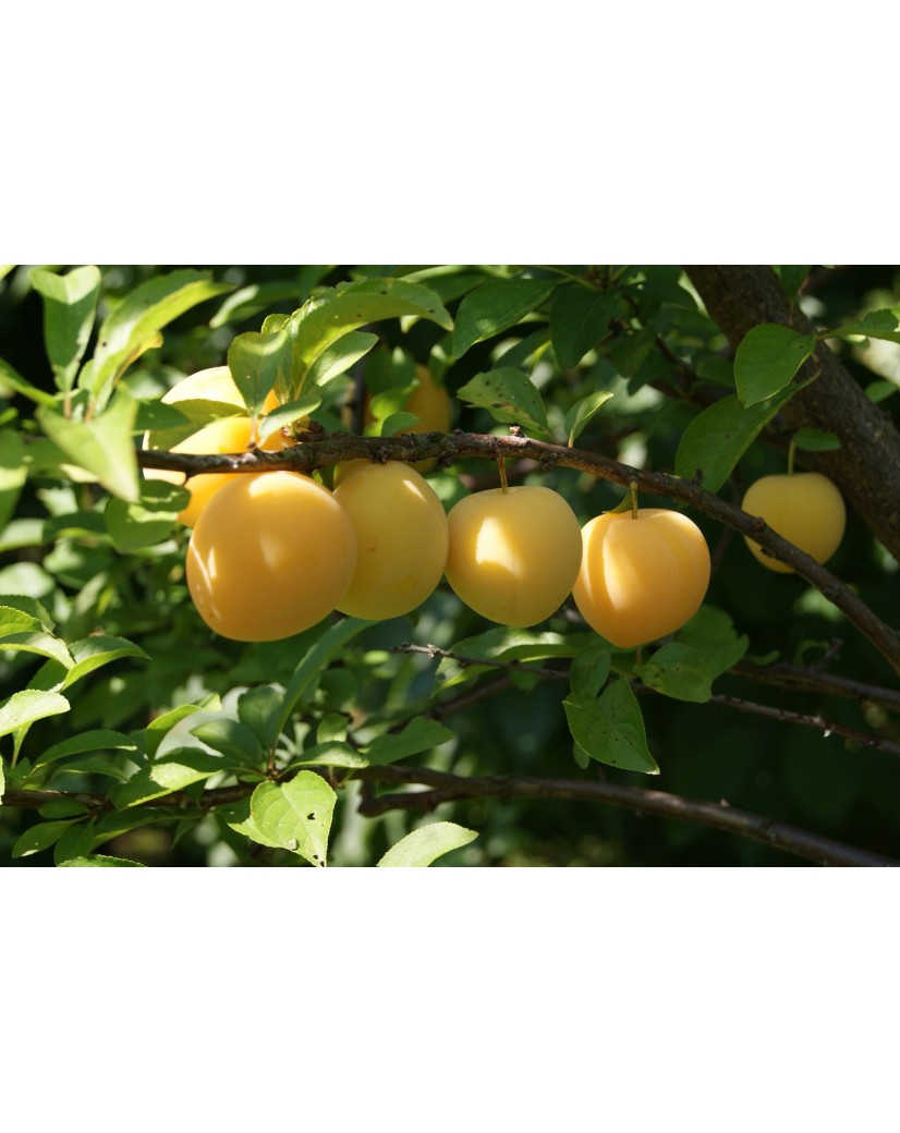 Plum tree Golden Japan - Prunus domestica Golden Japan
